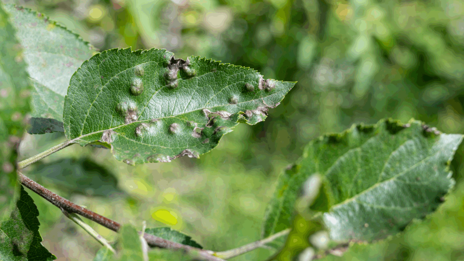 What Is Applescab and What Can You Do About It? | Learn More