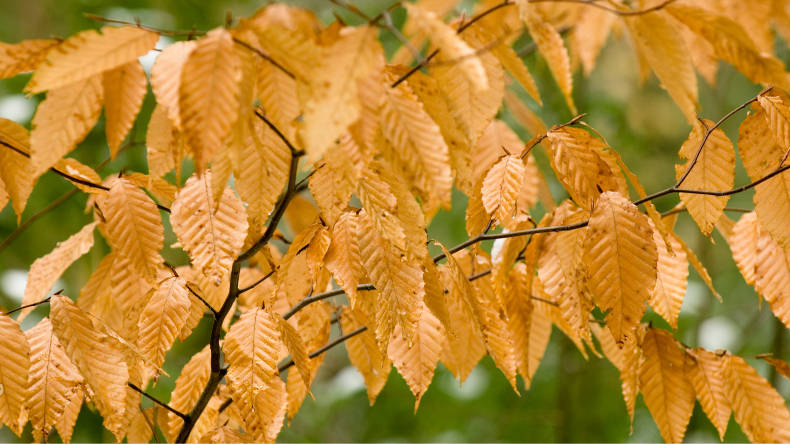 How To Prevent Dutch Elm Disease in Your Trees | Learn More